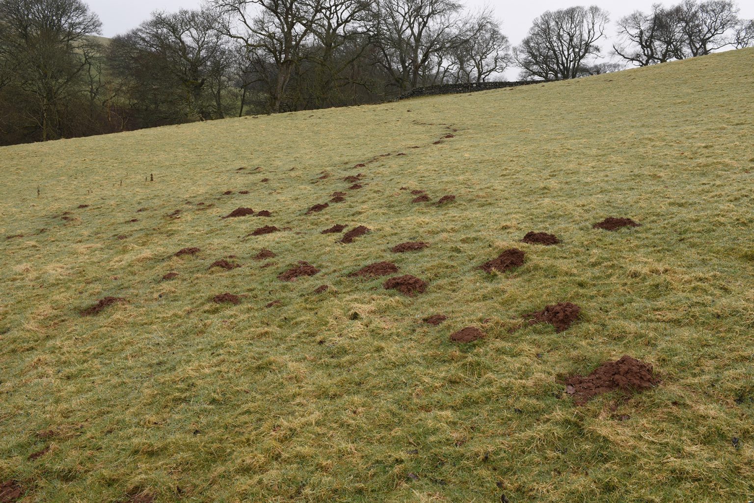 Drawing Mole Hills - Andy Goldsworthy