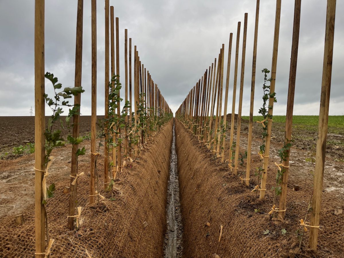 Hedge Walk - Andy Goldsworthy