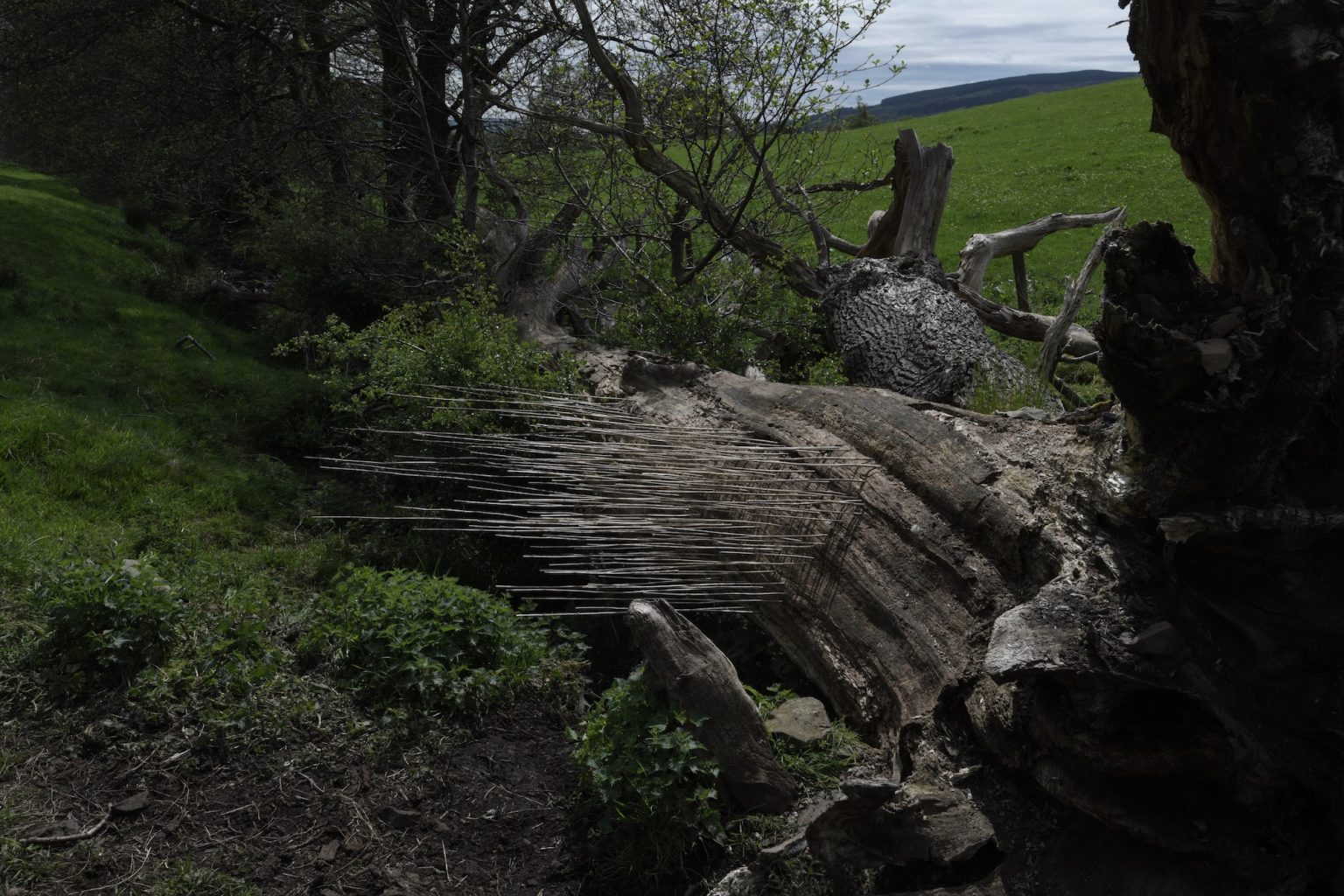 Nettle Stalks - Andy Goldsworthy
