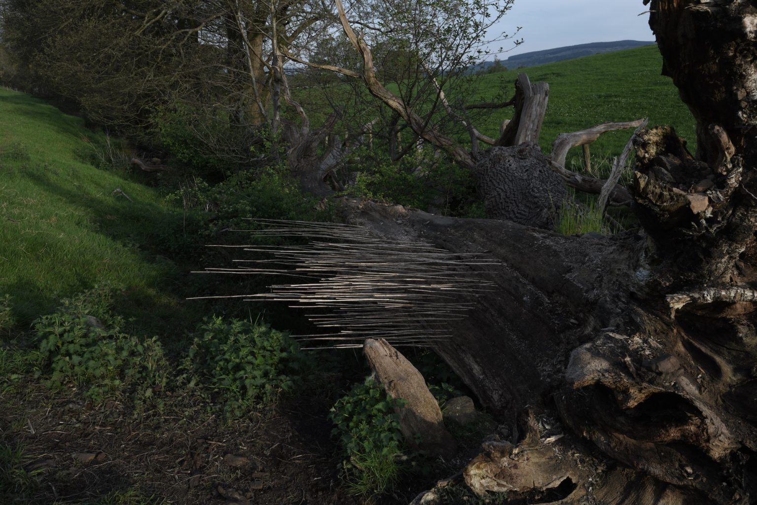 Nettle Stalks - Andy Goldsworthy