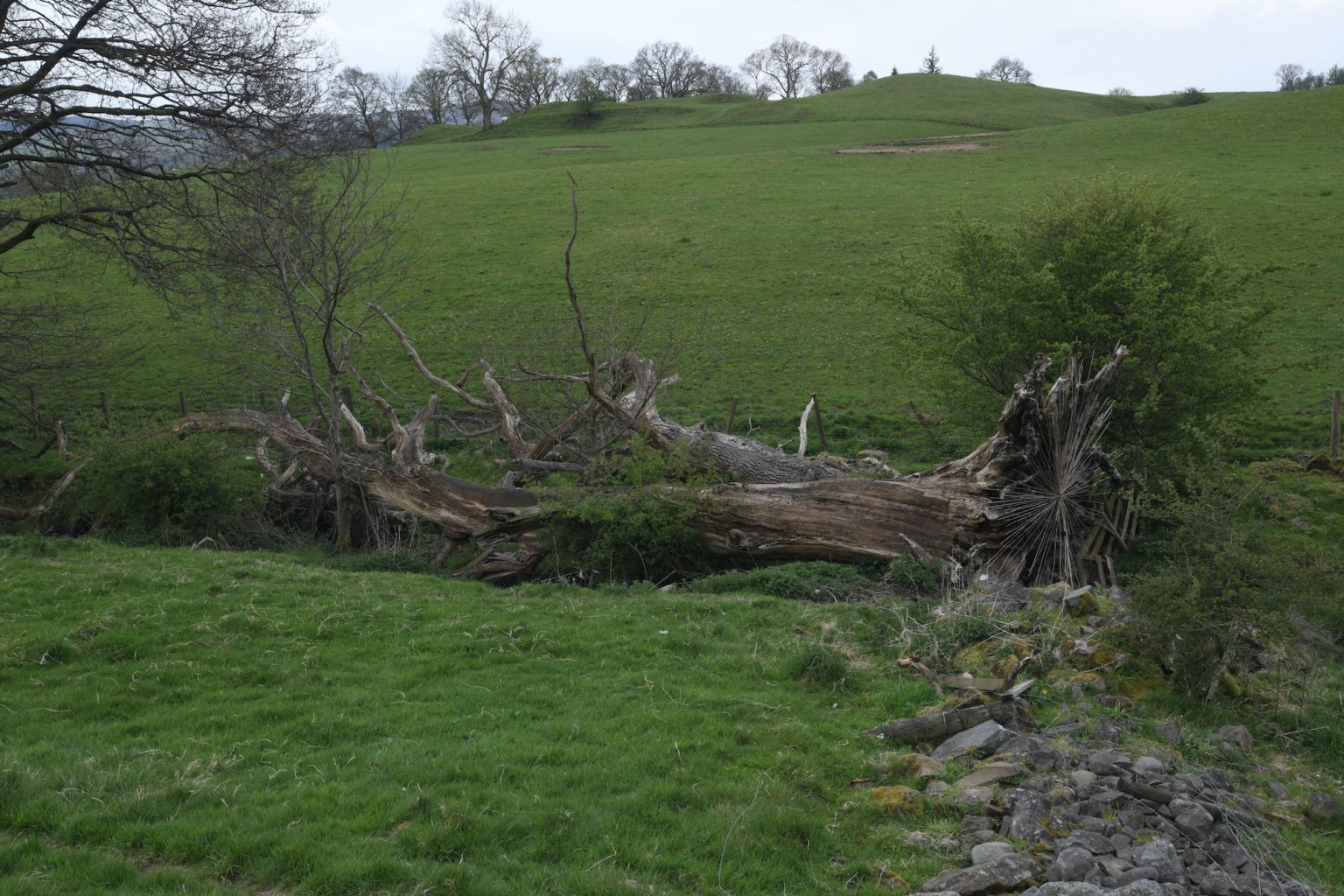 Nettle Stalks - Andy Goldsworthy