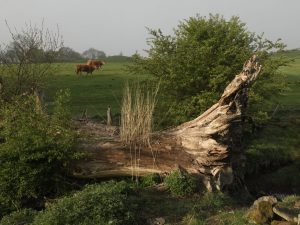 Dock Nettle Oak - Andy Goldsworthy
