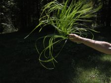 Seaweed, Grass and Ferns - Andy Goldsworthy